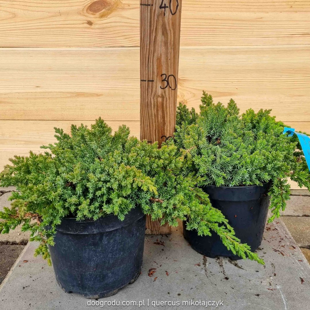 Jałowiec rozesłany 'Nana' Juniperus Procumbens C2 30CM Zielony Jałowiec ...